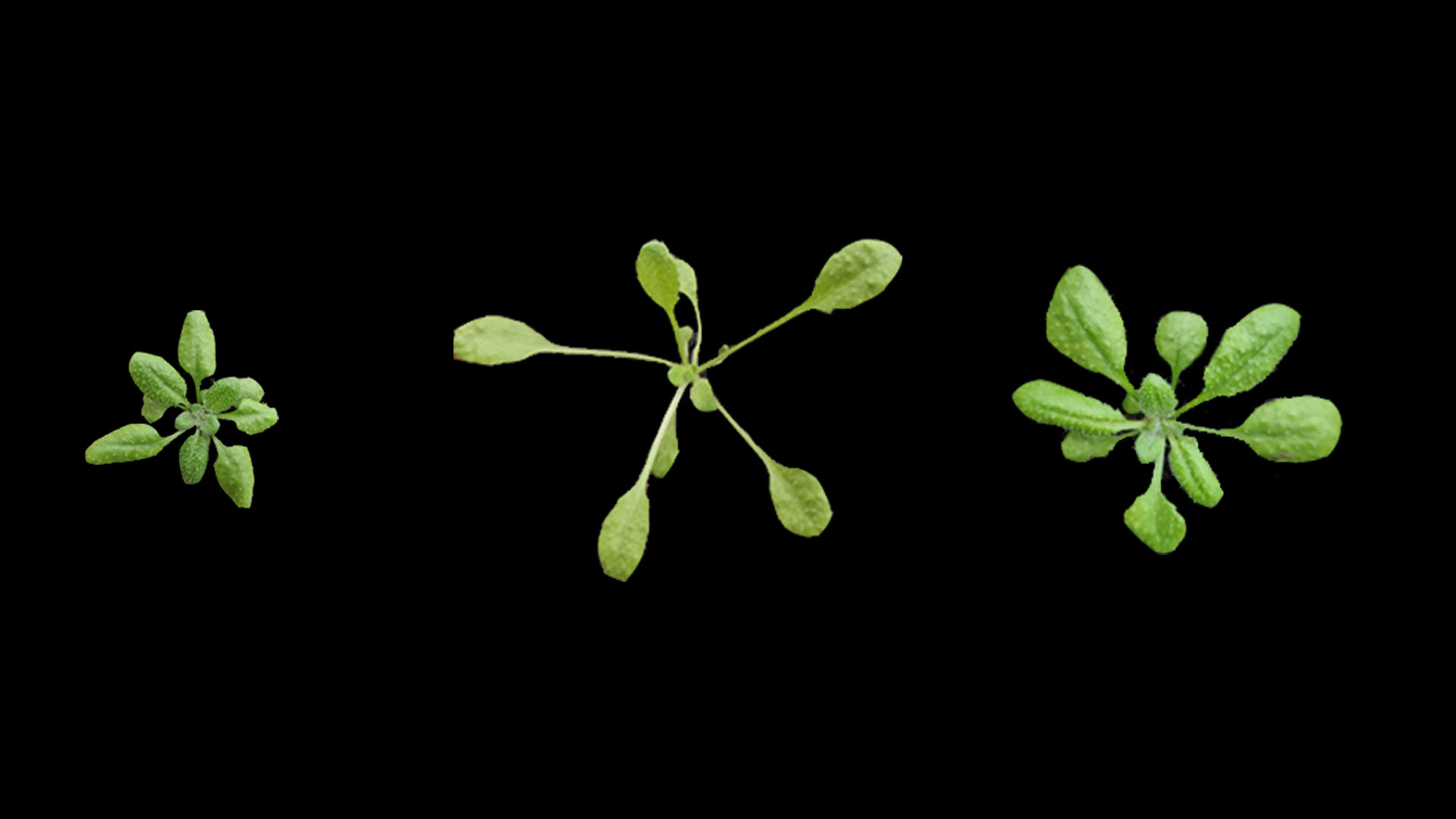 Publications - Plant Developmental Plasticity lab