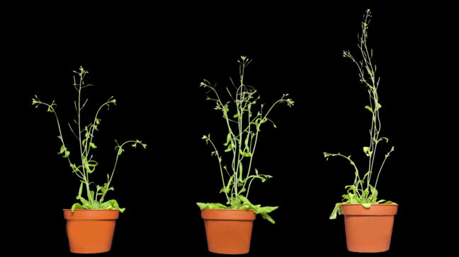 The lab - Plant Developmental Plasticity lab